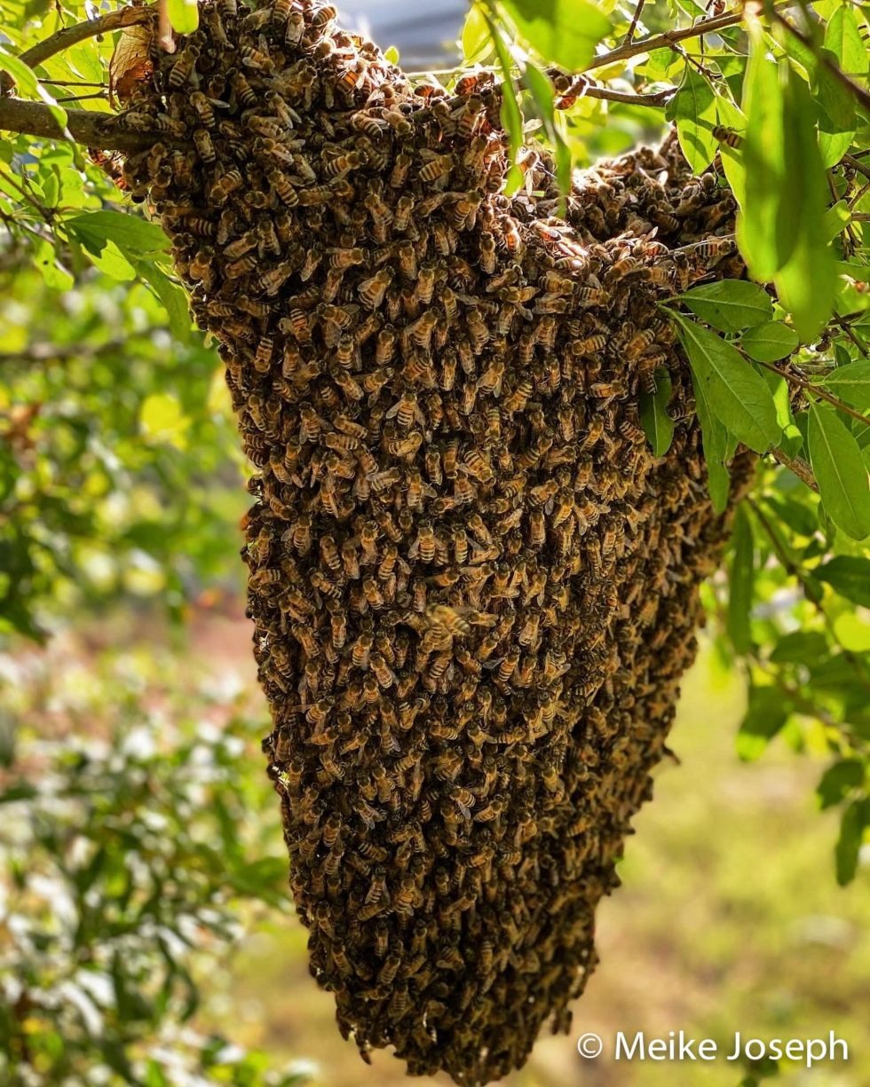 Bees and swarming