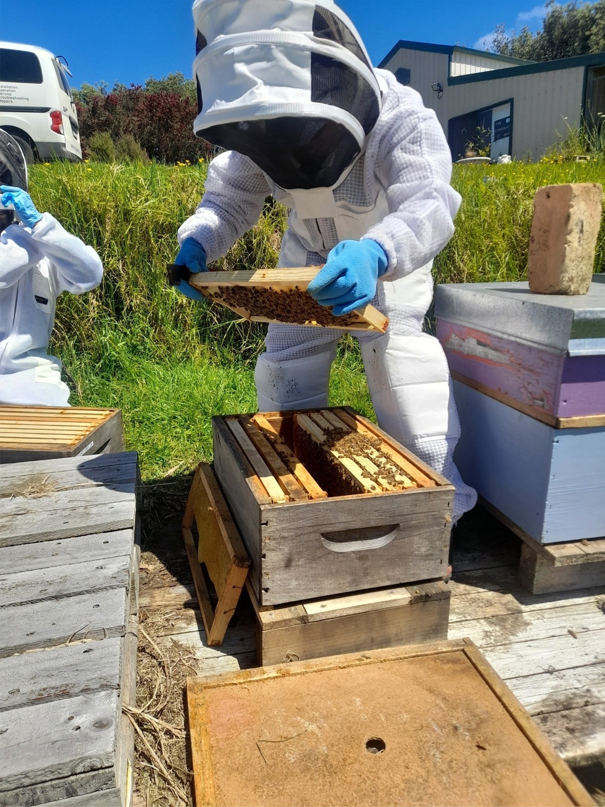 Are you ready to accept Bees into your life?